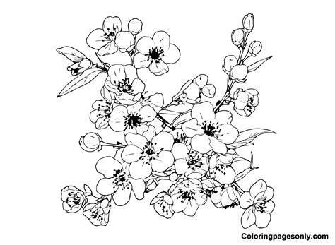 26 Cherry Blossom Coloring Pages ColoringPagesOnly