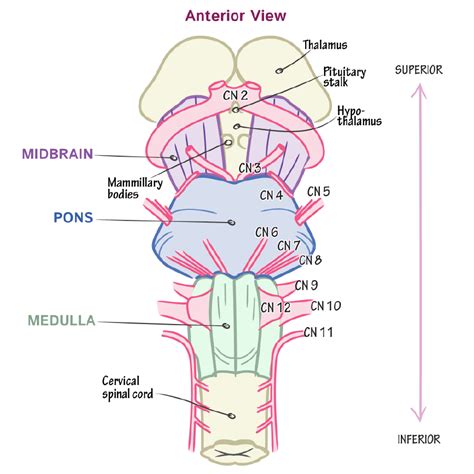 Brainstem Cranial Nerves