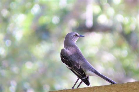 Oiseau Moqueur Photo Gratuite Sur Pixabay
