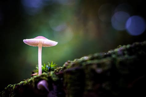 Característica e estrutura dos fungos Biologia