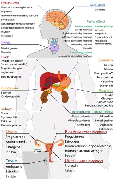 Labelled Diagram Of The Endocrine System General Data Protection