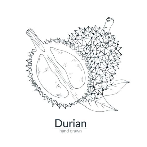 Durian Clipart Black And White