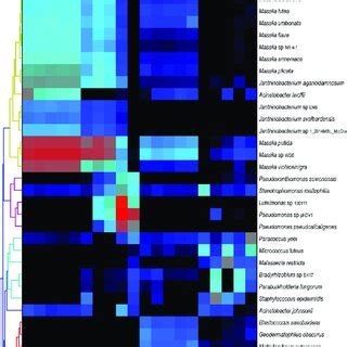Heat Map And Hierarchical Clustering Of The Top Taxa Mapped By