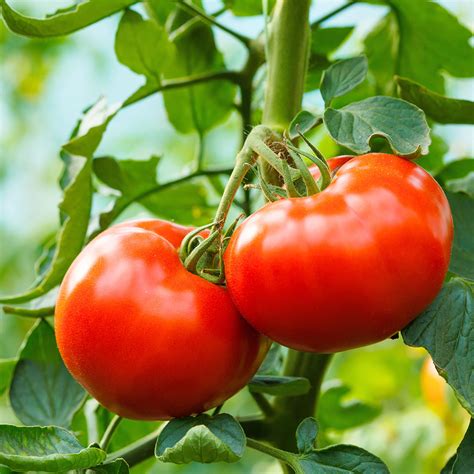 Adubo para tomate qual a melhor opção para sua lavoura Terra de cultivo