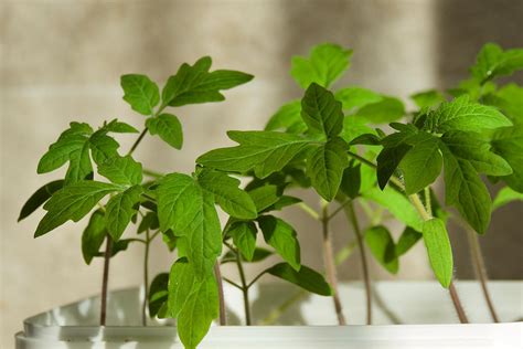 Croissance des plants de tomates étapes du semis à 38 jours