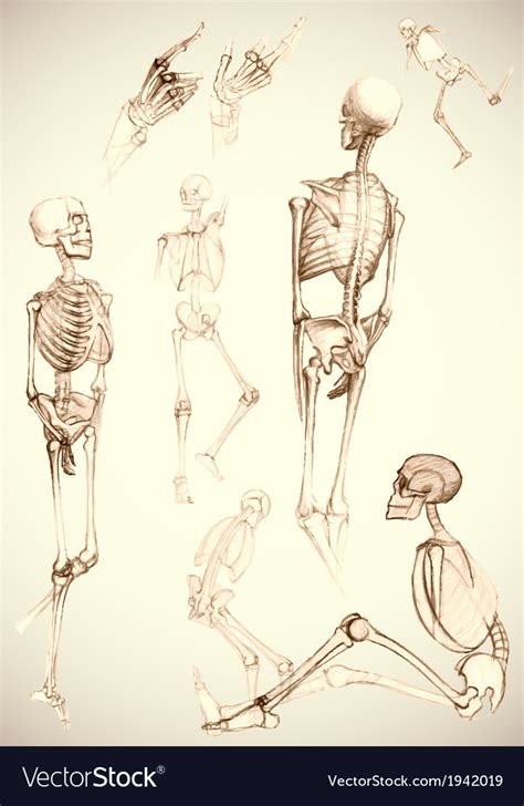 Sketch Of Skeletons Royalty Free Vector Image Vectorstock