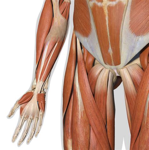 Zygote D Male Muscular System Medically Accurate Human