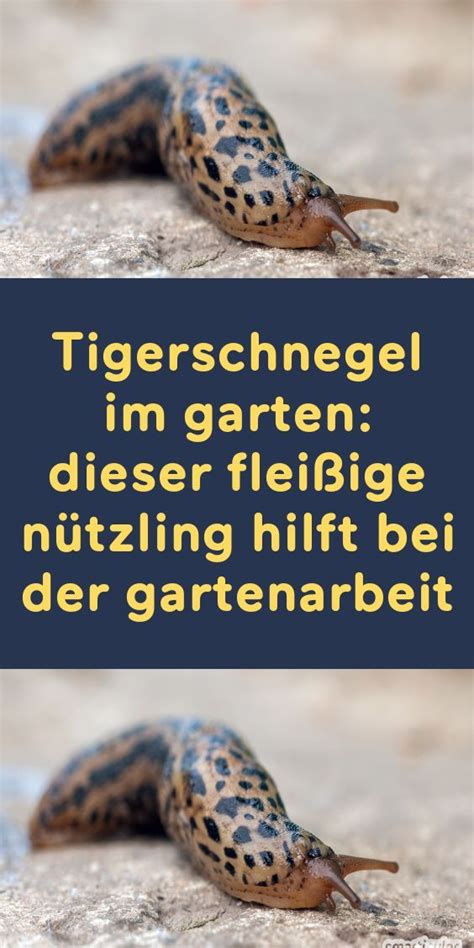 Tigerschnegel im Garten dieser fleißige Nützling hilft bei der