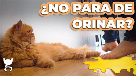 Feltétel gyorsulás Fej és váll felett que hacer cuando un gato se orina