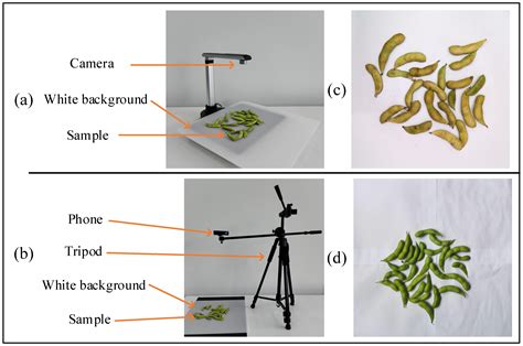 agronomy free full text high throughput classification and counting of vegetable soybean