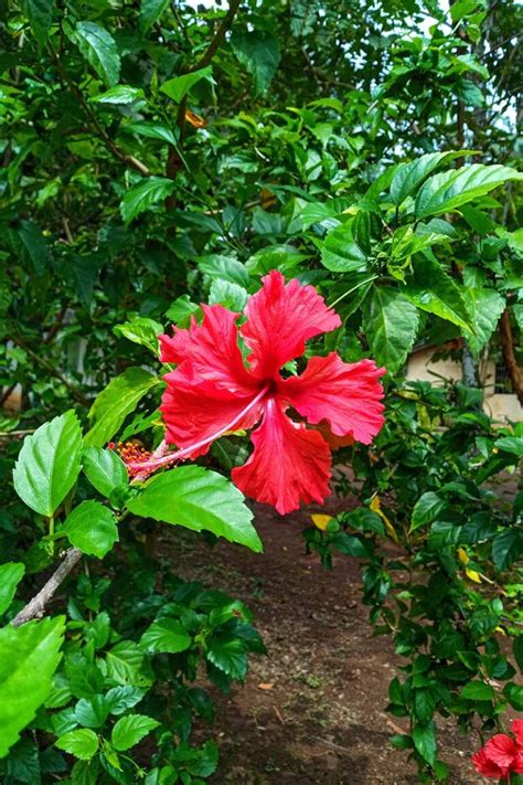 How To Grow And Care For Tropical Hibiscus Gardeners Path