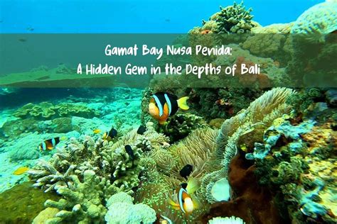 Discover Gamat Bay Nusa Penida Bali S Best Kept Secret For Snorkeling