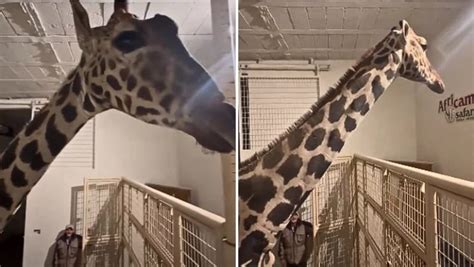 Traves A Exitosa Benito La Jirafa Llega A Su Nuevo Hogar En Africam