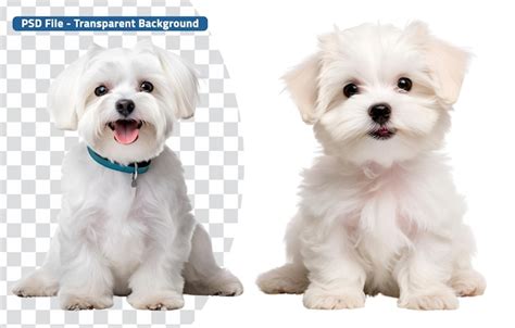 Página 6 PSD Filhote De Cachorro Poodle 1 000 modelos PSD grátis de