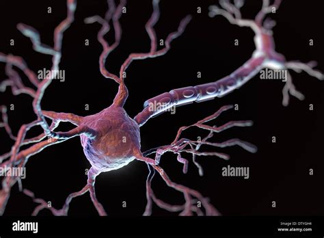 Multipolar Neuron Anatomy Hi Res Stock Photography And Images Alamy