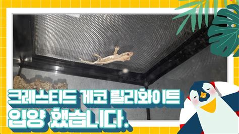 복귀합니다 크레스티드 게코 릴리화이트 입양 Gecko Holic이 랄리화이트를 입양한 이유는 YouTube