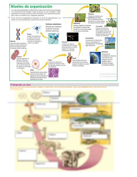 Solution Niveles De Organizacion De La Materia Viva Studypool