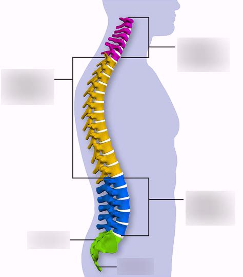 Spine Diagram Quizlet
