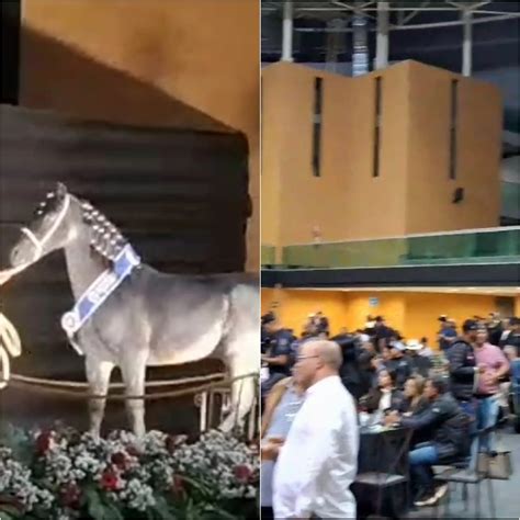 Ferve O Leil O Agita A Exposi O Nacional Do Cavalo