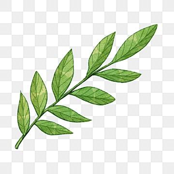 Ramas Verdes PNG Imágenes Transparentes Pngtree