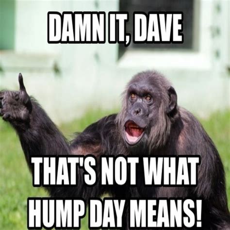 Happy Hump Day Meaning Origin Slang By Dictionary