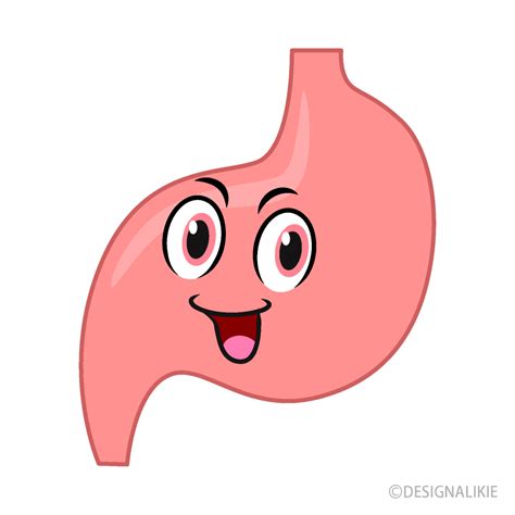 Regions Of The Abdomen And Their Contents Clipart Etc