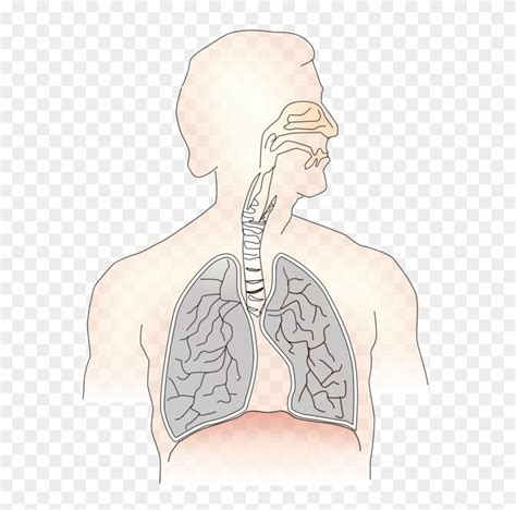 Respiratory System Clip Art