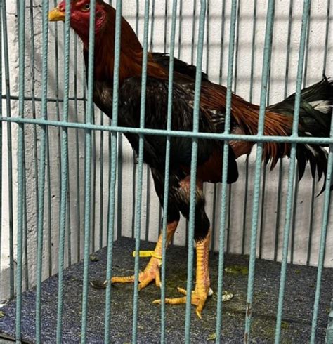 Polícia Civil encontra e fecha rinha de galos em Duque de Caxias