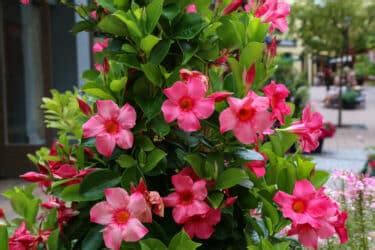 Piante più resistenti da balcone quali sono le migliori