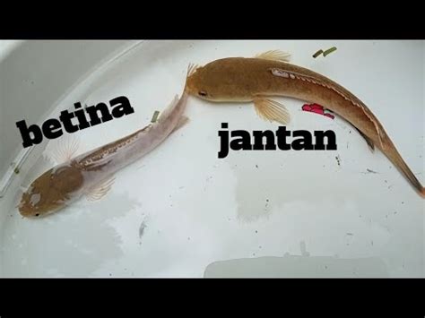 Cara Mudah Membedakan Jantan Dan Betina Ikan Channa Limbata Gachua Bogo