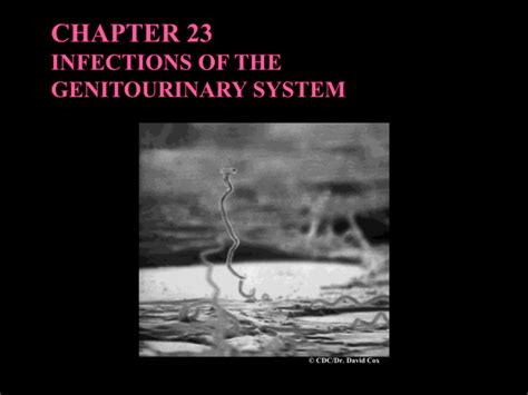 CHAPTER 23 INFECTIONS OF THE GENITOURINARY SYSTEM