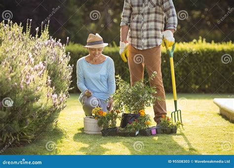 Senior Couple Gardening Together Stock Image Image Of Cheerful Couple 95508303