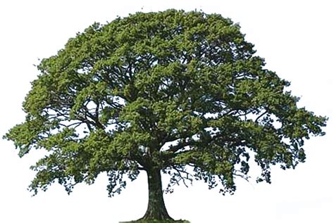 Collection Of Narra Tree Png Pluspng