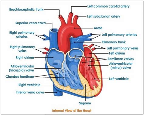 Human Heart Drawing Labeled The Best Porn Website