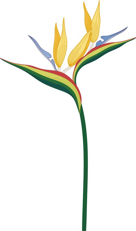 Bird Of Paradise Flower Hand Drawn Illustration Png
