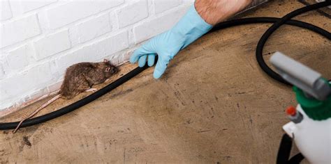Comment se débarrasser des rats
