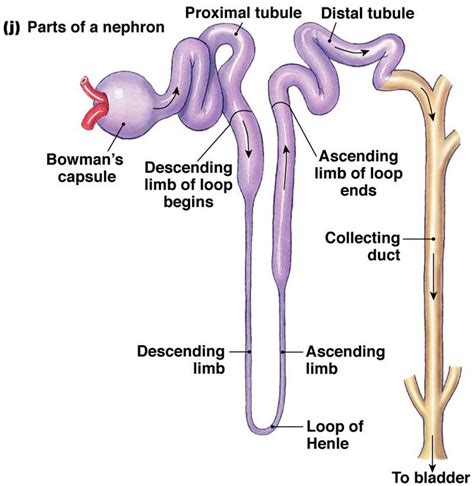 Associate Degree Nursing Physiology Review Physiology Basic Anatomy