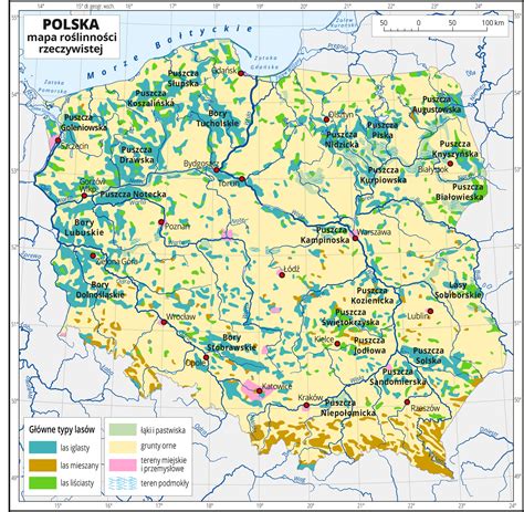 Lasy W Polsce Notatki Geografia