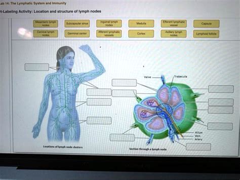 Correctly Label The Following Lymphatics Of The Thoracic Cavity