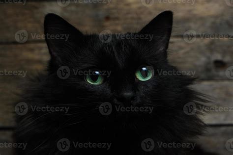 Beautiful Black Cat With Green Eyes With A White Spot And A Fluffy Mane