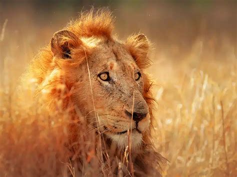 Découvrez la richesse culturelle de l Afrique Australe lors d un voyage