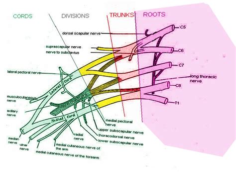 Figure Brachial Plexus Image Courtesy S Bhimji MD StatPearls
