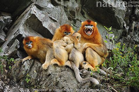Stock Photo Of Golden Snub Nosed Monkey Rhinopithecus Roxellana Troop