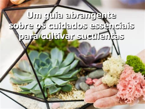 Cuidados Básicos Suculentas para Iniciantes