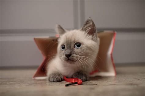 Cómo acostumbrar a un gato a una nueva casa Arsveterinaria