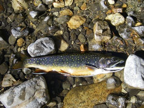 Native Trout Fly Fishing Brook Trout