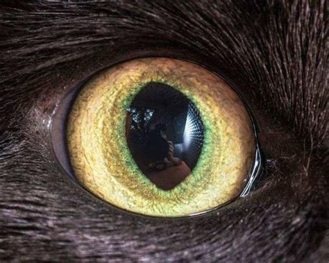 Yakın çekim kedi gözleri