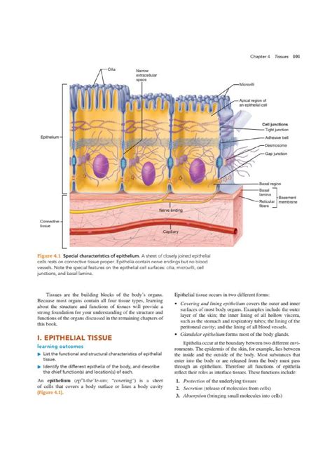 Solution Unit Tissue Epithelial Tissue Connective Tissue Muscle Tissue