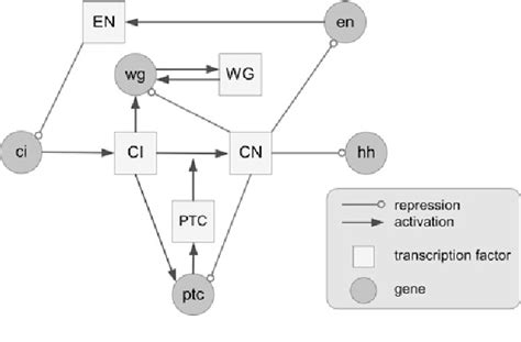 figure 3 from genetic network identification using convex programming semantic scholar