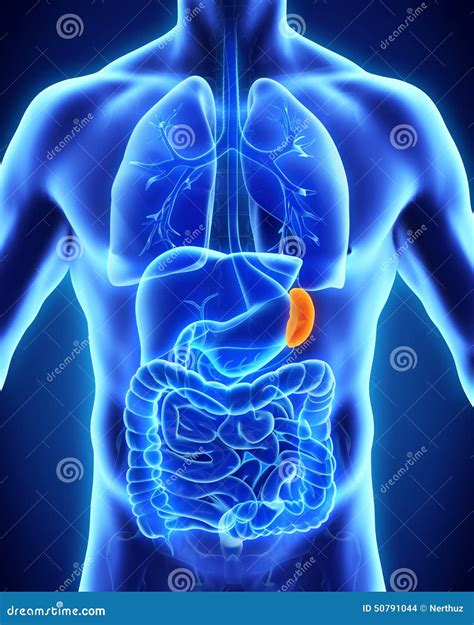 Anatomía humana del bazo stock de ilustración Ilustración de medicina
